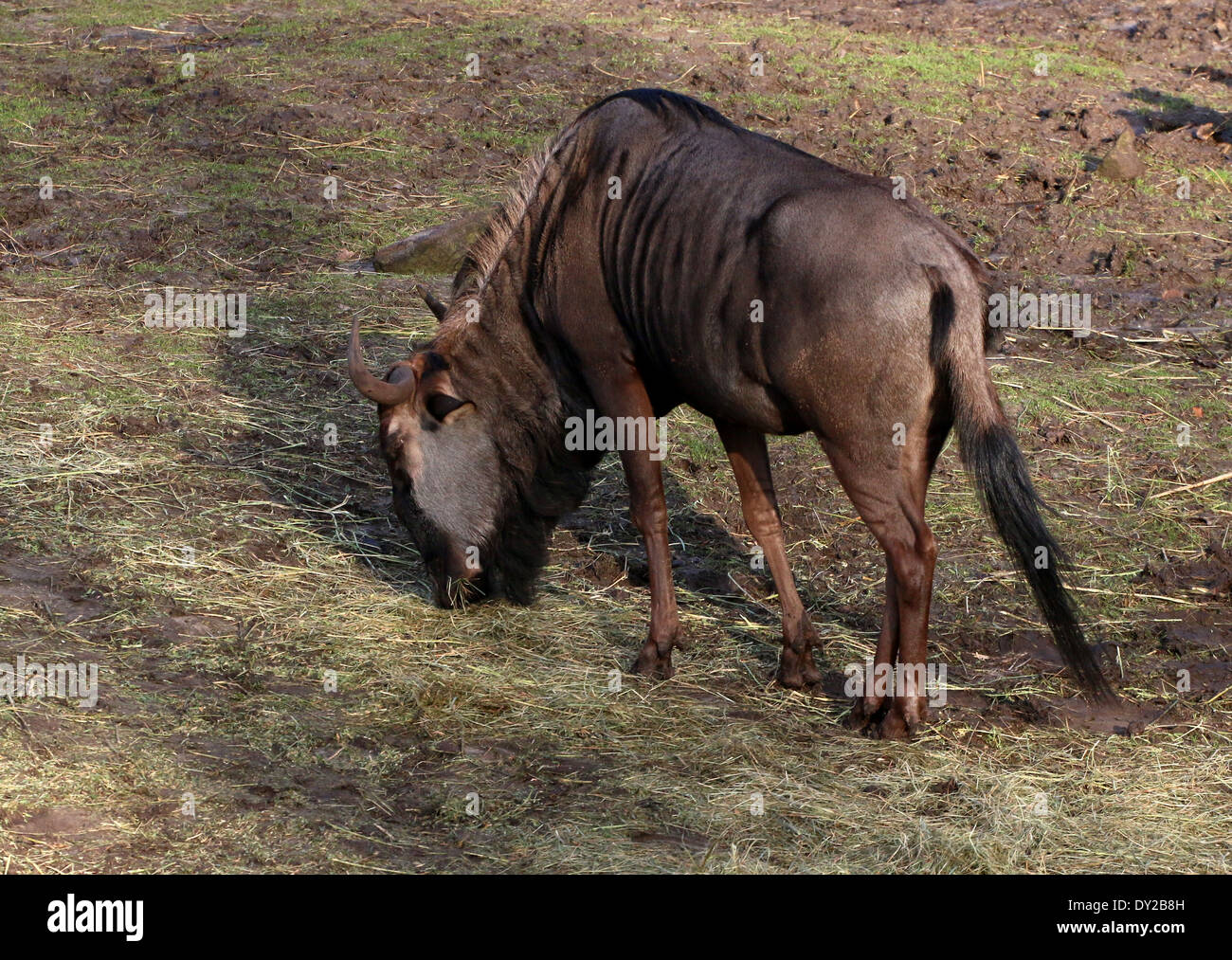 Gorgon taurinus hi-res stock photography and images - Alamy
