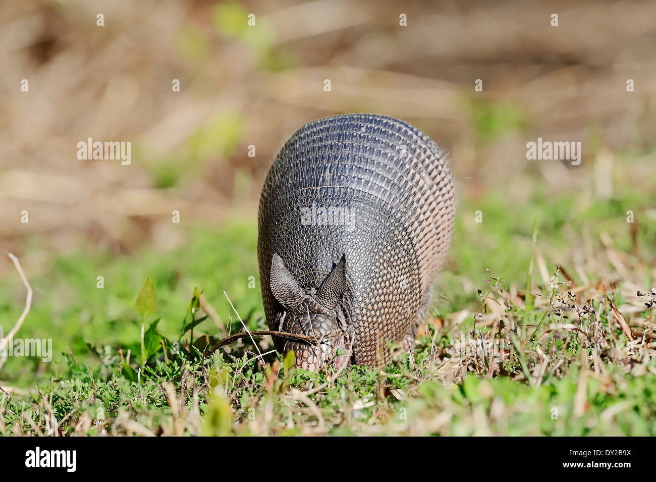Armadillos feeding hi-res stock photography and images - Alamy