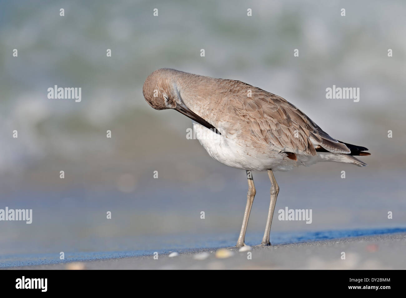 Willet (Tringa semipalmata, Catoptrophorus semipalmatus) in winter ...