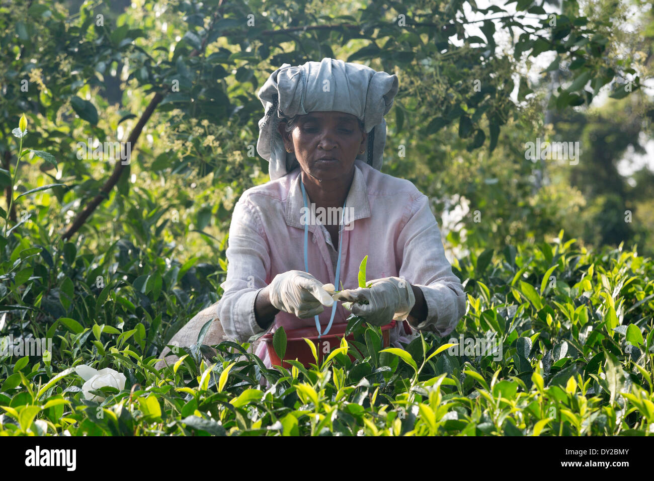 Ahangama, Sri Lanka. Tea picker at the Handunugoda Tea Estate. The ...