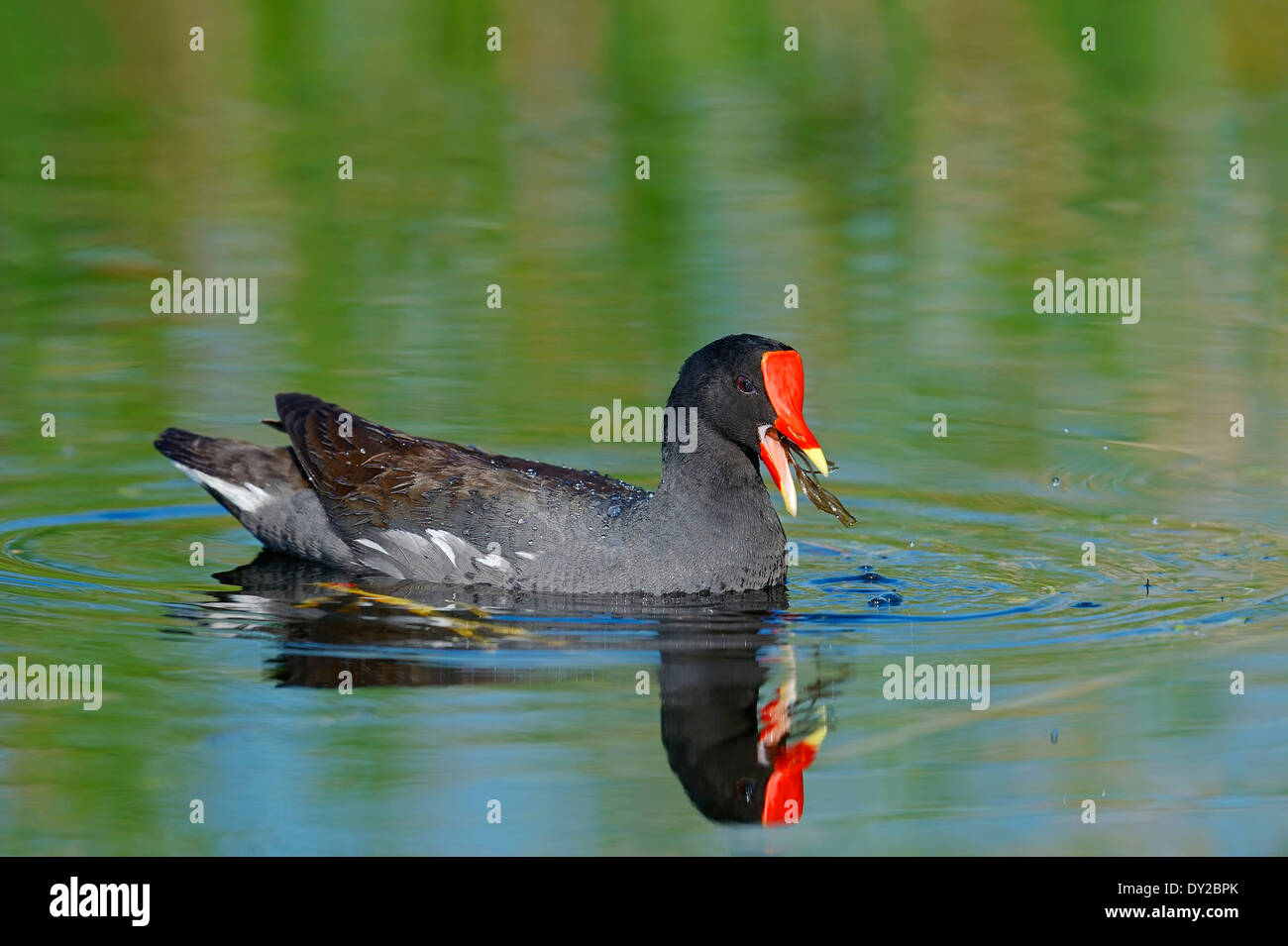 Common Moorhen (Gallinula chloropus), Florida, USA Stock Photo - Alamy