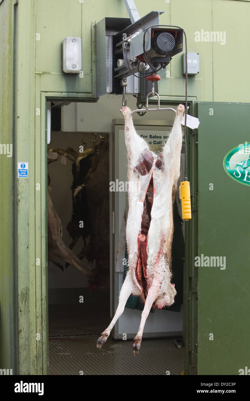 Hanging meat carcass hi-res stock photography and images - Alamy
