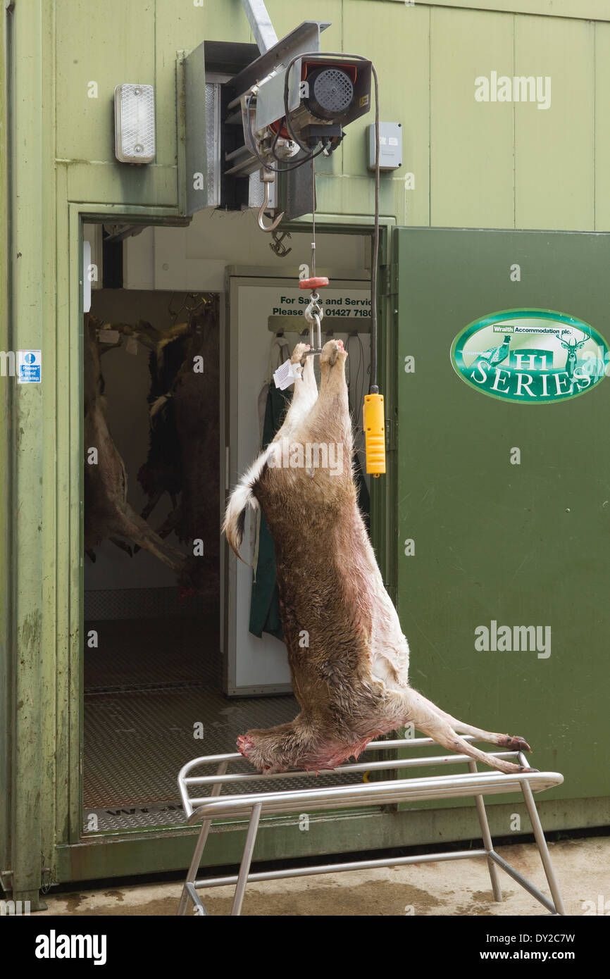 Deer carcass hi-res stock photography and images - Alamy