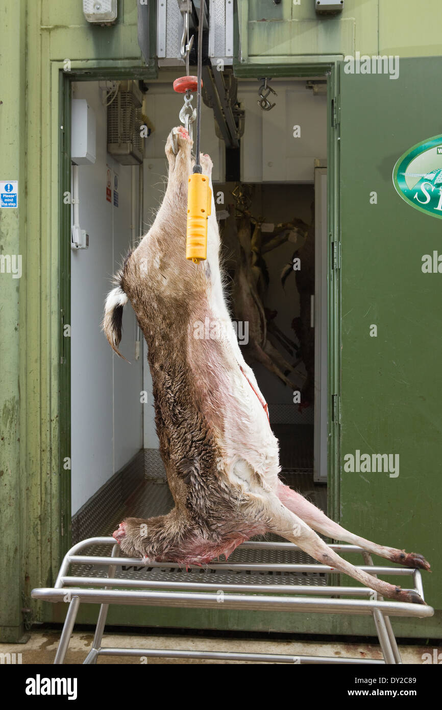 Hanging meat carcass hi-res stock photography and images - Alamy