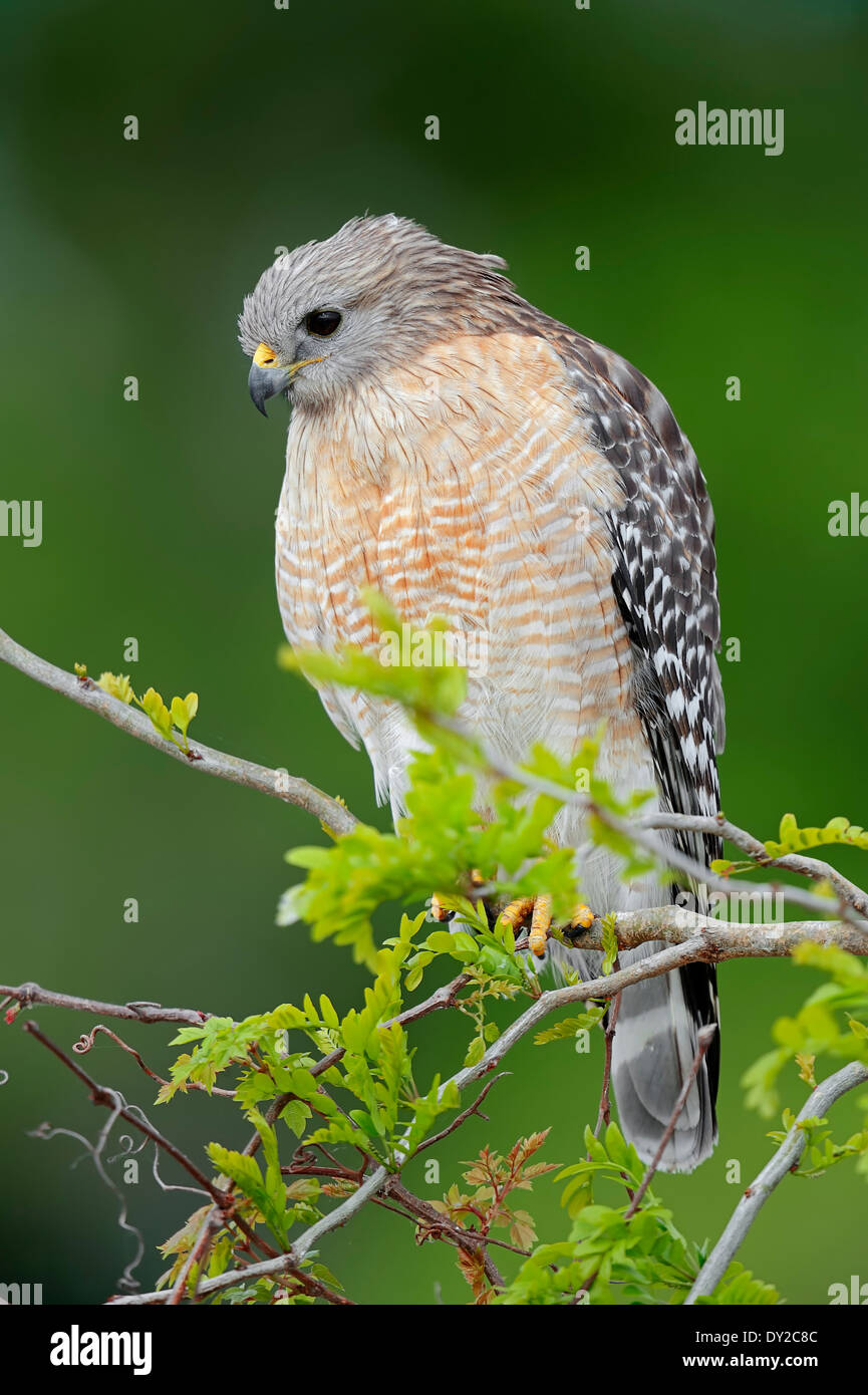 Red shouldered hawk hi-res stock photography and images - Alamy