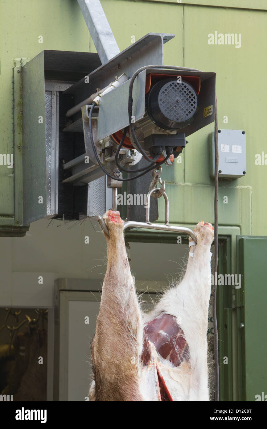 Hanging meat carcass hi-res stock photography and images - Alamy