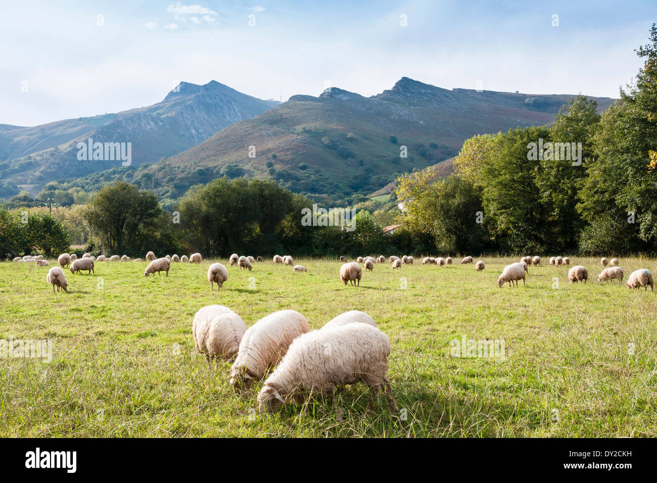 Landscape in the Basque country: sheep breeding Stock Photo - Alamy