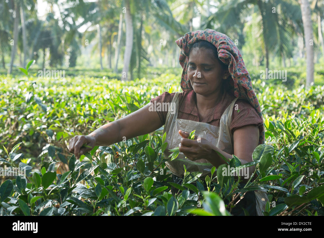 Ahangama, Sri Lanka. Tea picker at the Handunugoda Tea Estate, famous ...