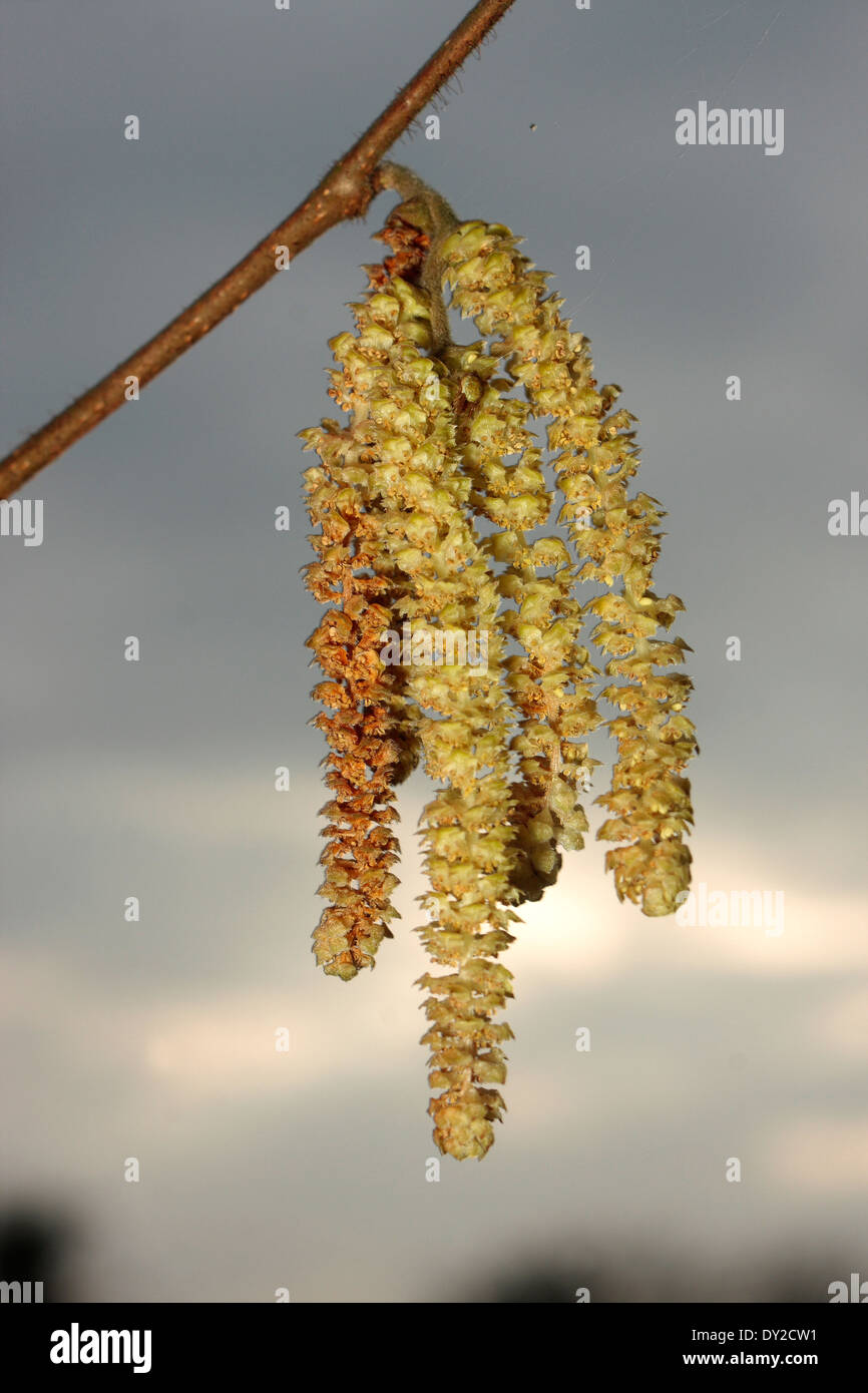 Catkin hazel shrub native hi-res stock photography and images - Alamy