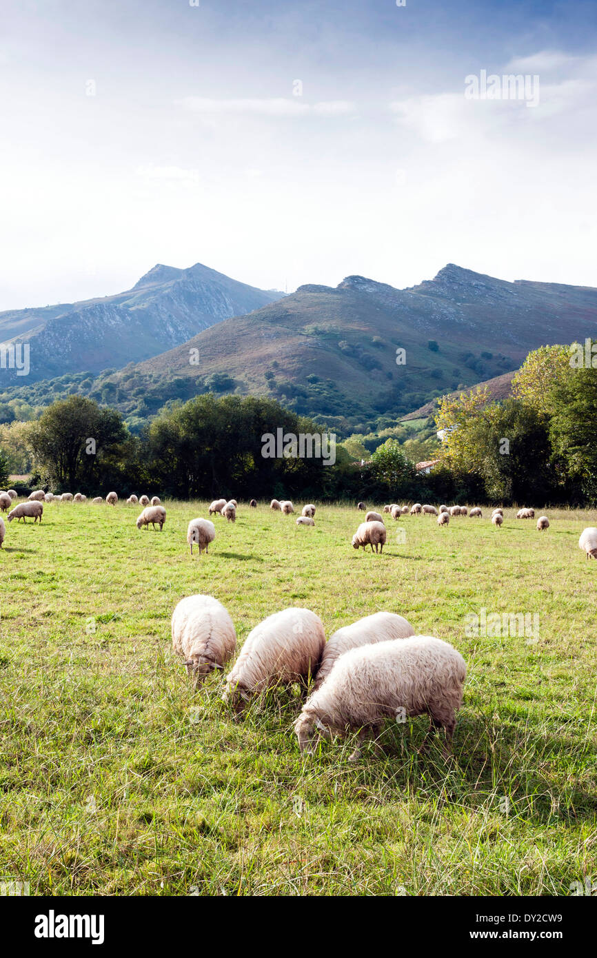 Landscape in the Basque country: sheep breeding Stock Photo - Alamy