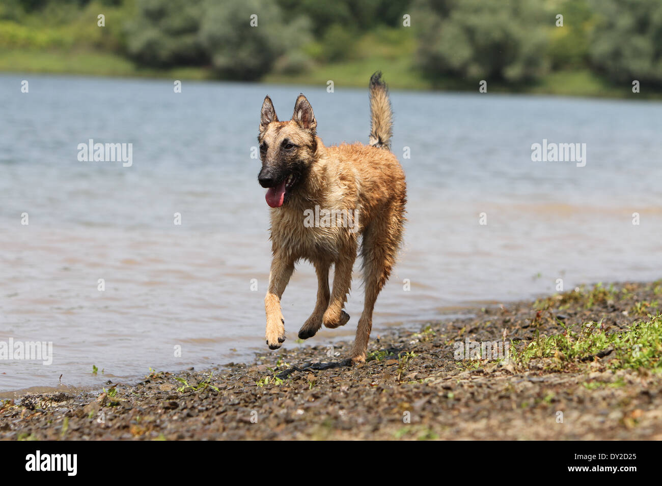 Dog Belgian shepherd Laekenois adult running in a lake Stock Photo - Alamy