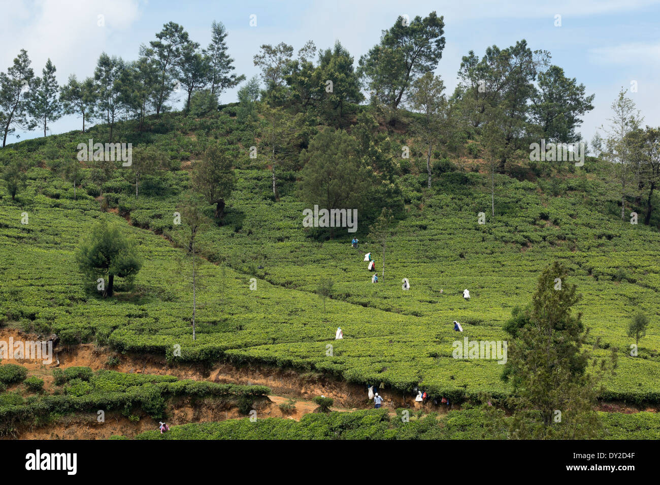 Nuwara Eliya, Sri Lanka. Tea pickers at the Finlay's Tea Estate Stock ...