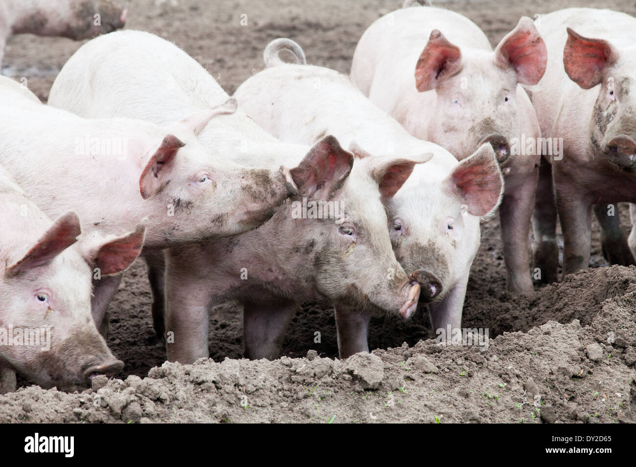 Whispering to each other hi-res stock photography and images - Alamy
