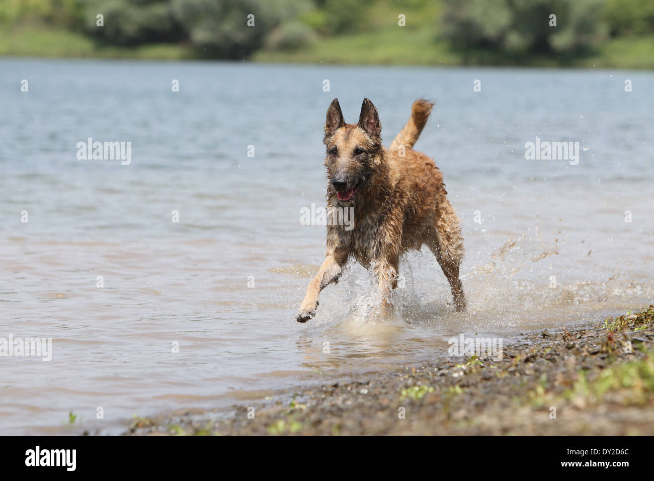 Dog Belgian shepherd Laekenois adult running in a lake Stock Photo - Alamy