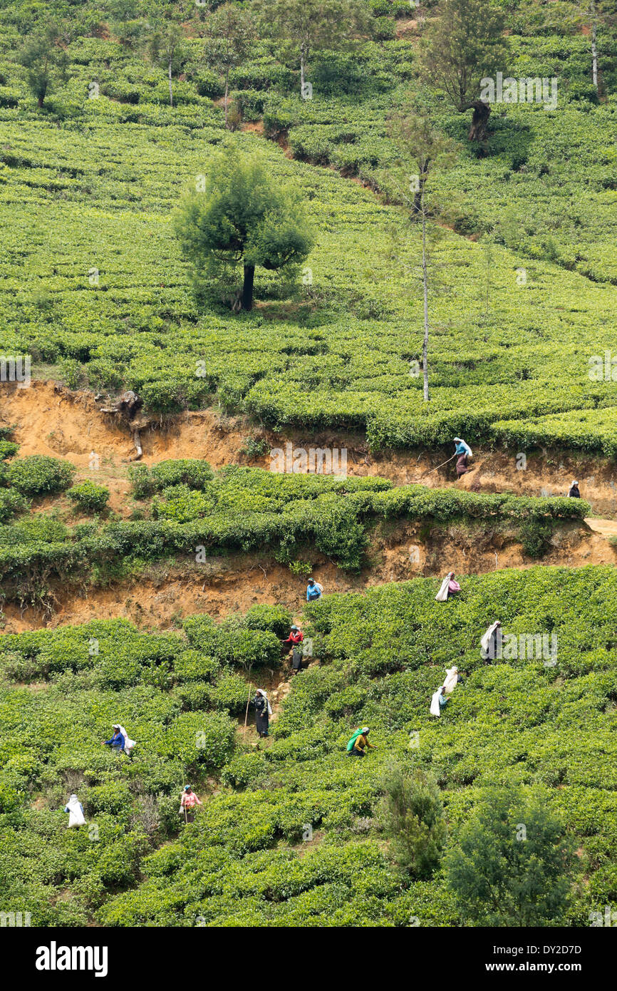 Nuwara Eliya, Sri Lanka. Tea pickers at the Finlay's Tea Estate Stock ...