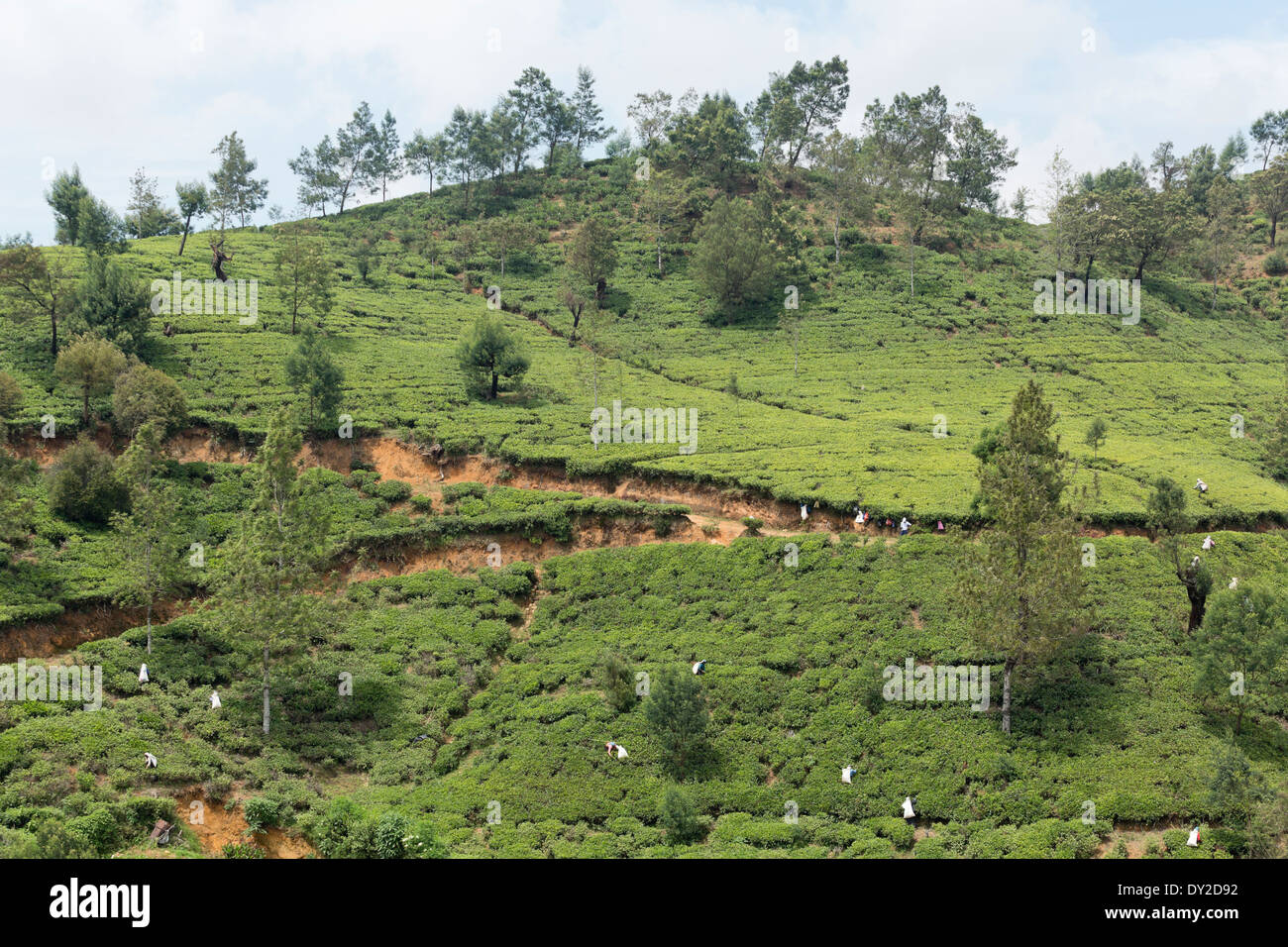 Nuwara Eliya, Sri Lanka. Tea pickers at the Finlay's Tea Estate Stock ...