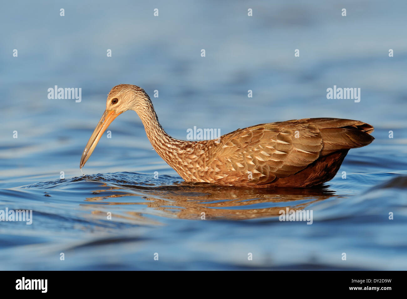 Limpkin (Aramus guarauna pictus), Myakka River State Park, Florida, USA ...