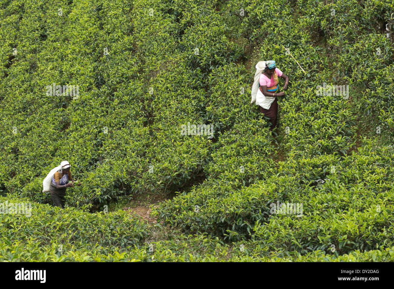 Nuwara Eliya, Sri Lanka. Tea pickers at the Mackwoods Labookellie Tea ...