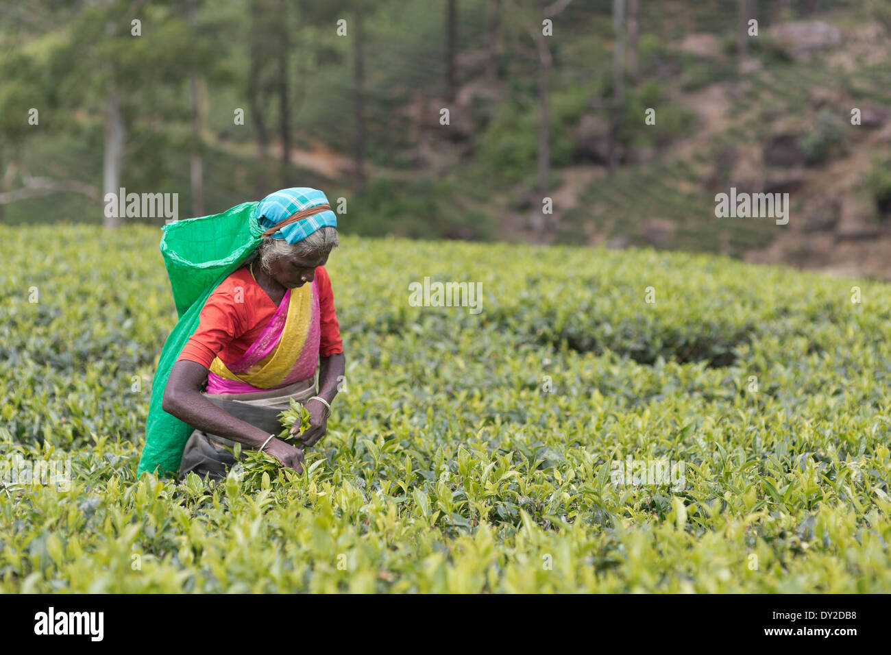 Nuwara Eliya, Sri Lanka. Tea pickers at the Mackwoods Labookellie Tea ...