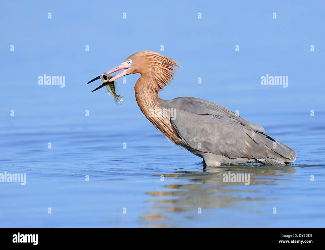 Reddish Egret (Dichromanassa rufescens, Egretta rufescens) with seized ...
