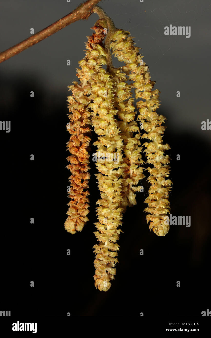 Uk hazel catkin pollen hi-res stock photography and images - Alamy