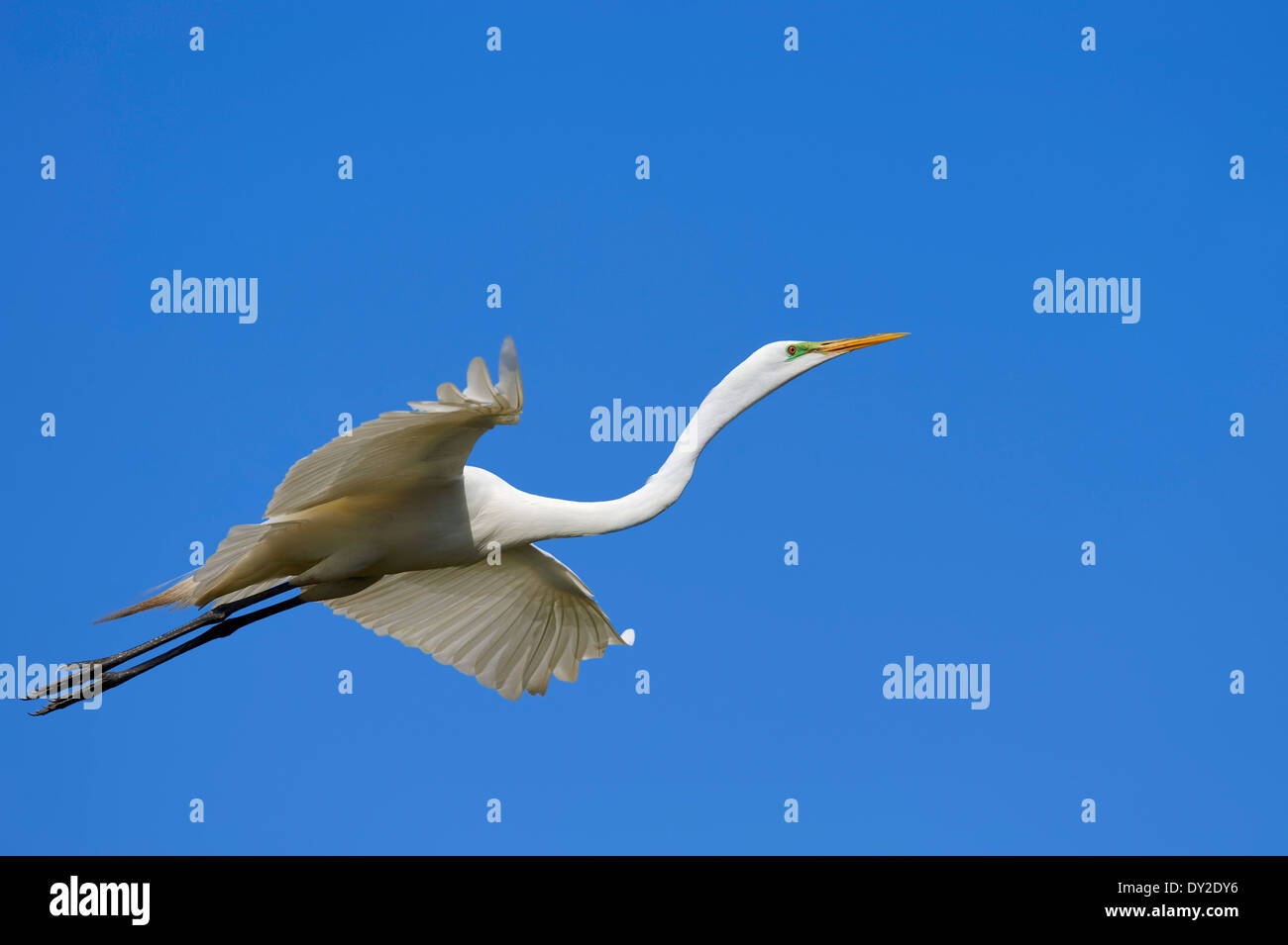 Great Egret, Common Egret, Large Egret or Great White Egret (Ardea alba ...