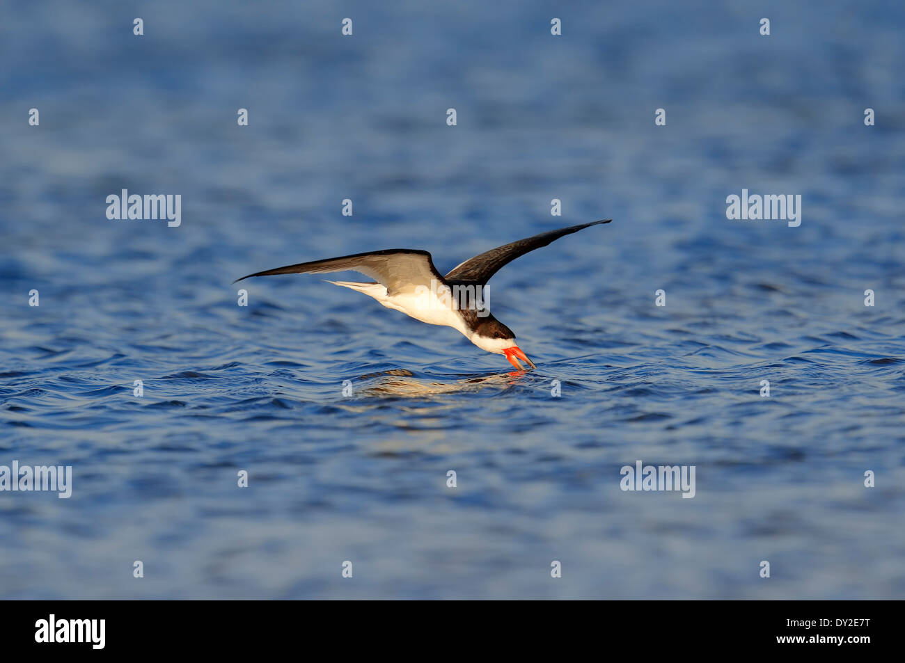 Black Skimmer (Rynchops niger), Merritt Island, Florida, USA Stock ...