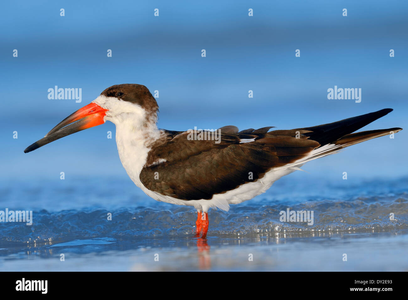 Black Skimmer (Rynchops niger), Florida, USA Stock Photo - Alamy