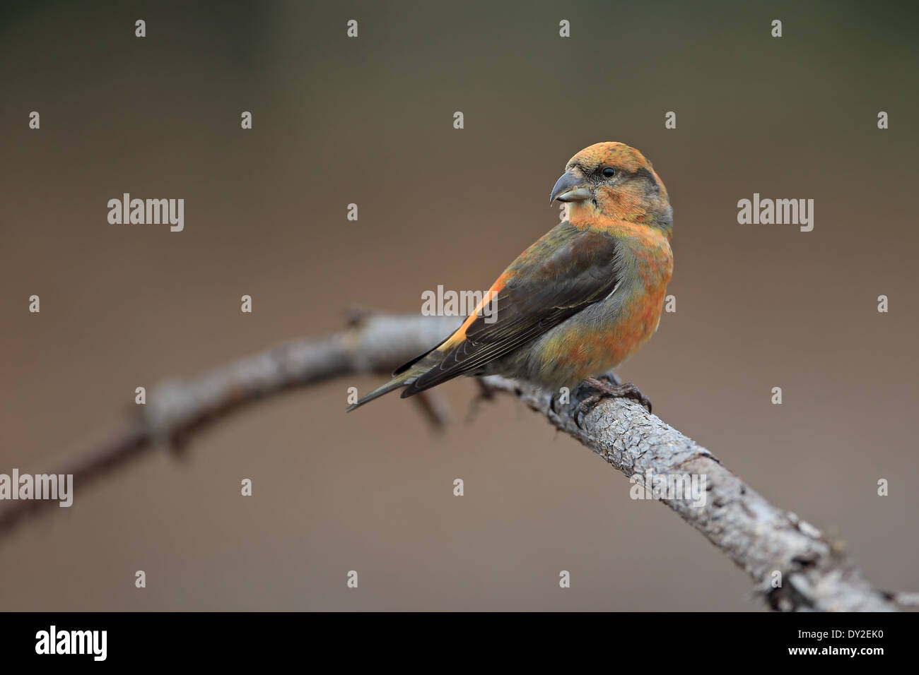 Crossbill hi-res stock photography and images - Alamy