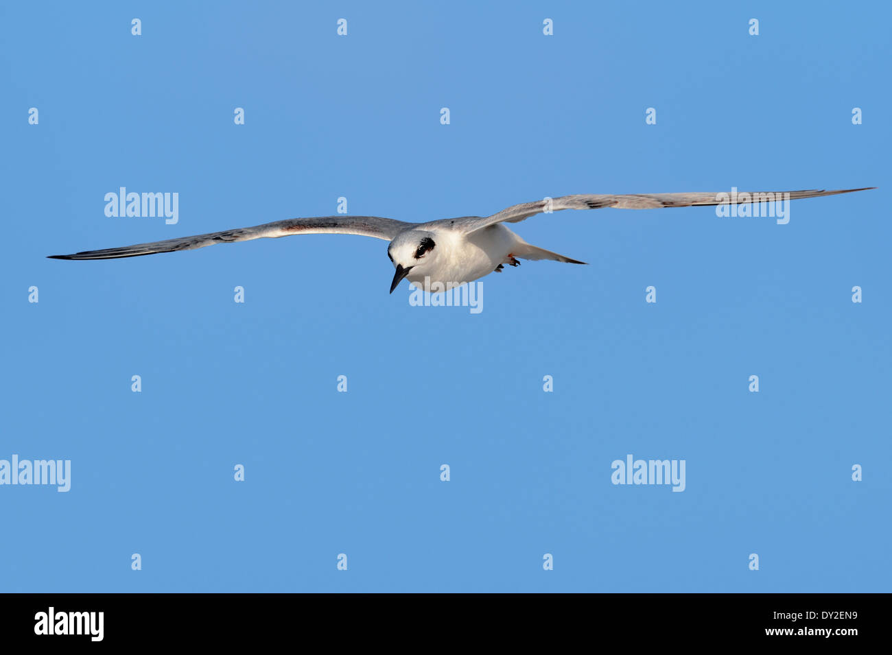 Sumpf seeschwalbe hi-res stock photography and images - Alamy