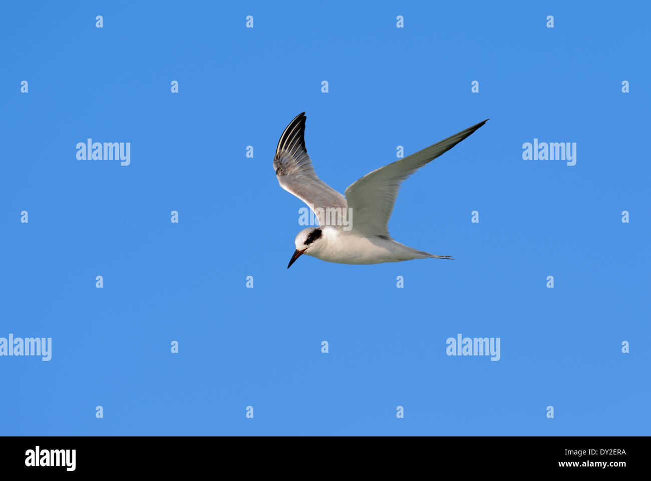 Tern florida usa bird hi-res stock photography and images - Alamy