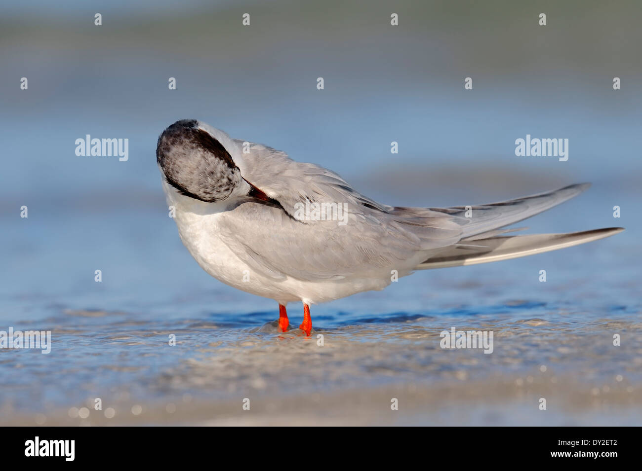 Forster's Tern (Sterna forsteri), nonbreeding plumage, Sanibel Island ...