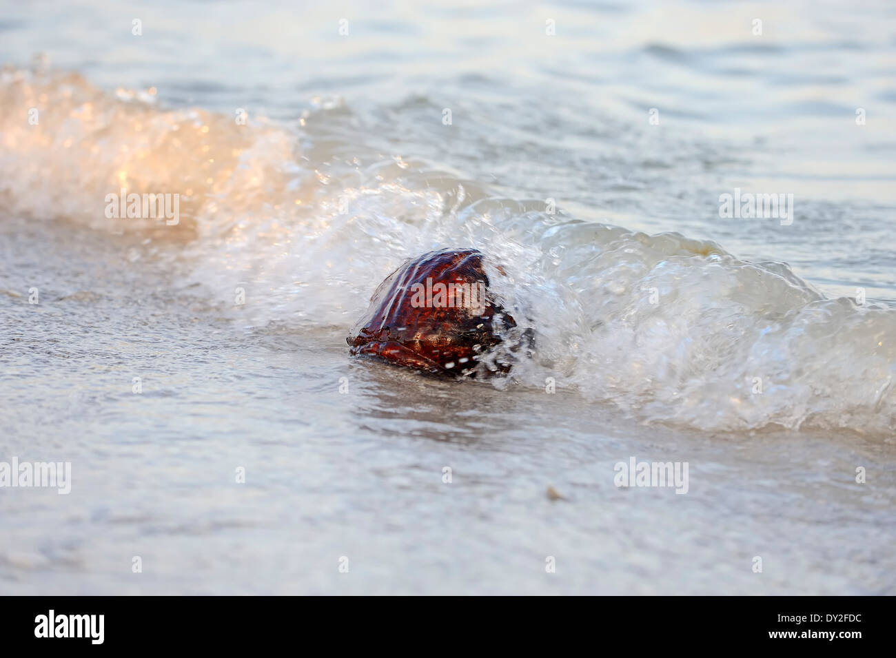 Coconut (Cocos nucifera) in surf on the beach, Sanibel Island, Florida ...
