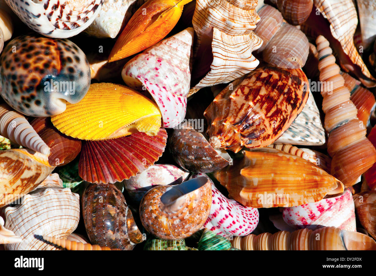 White conch shells hi-res stock photography and images - Alamy