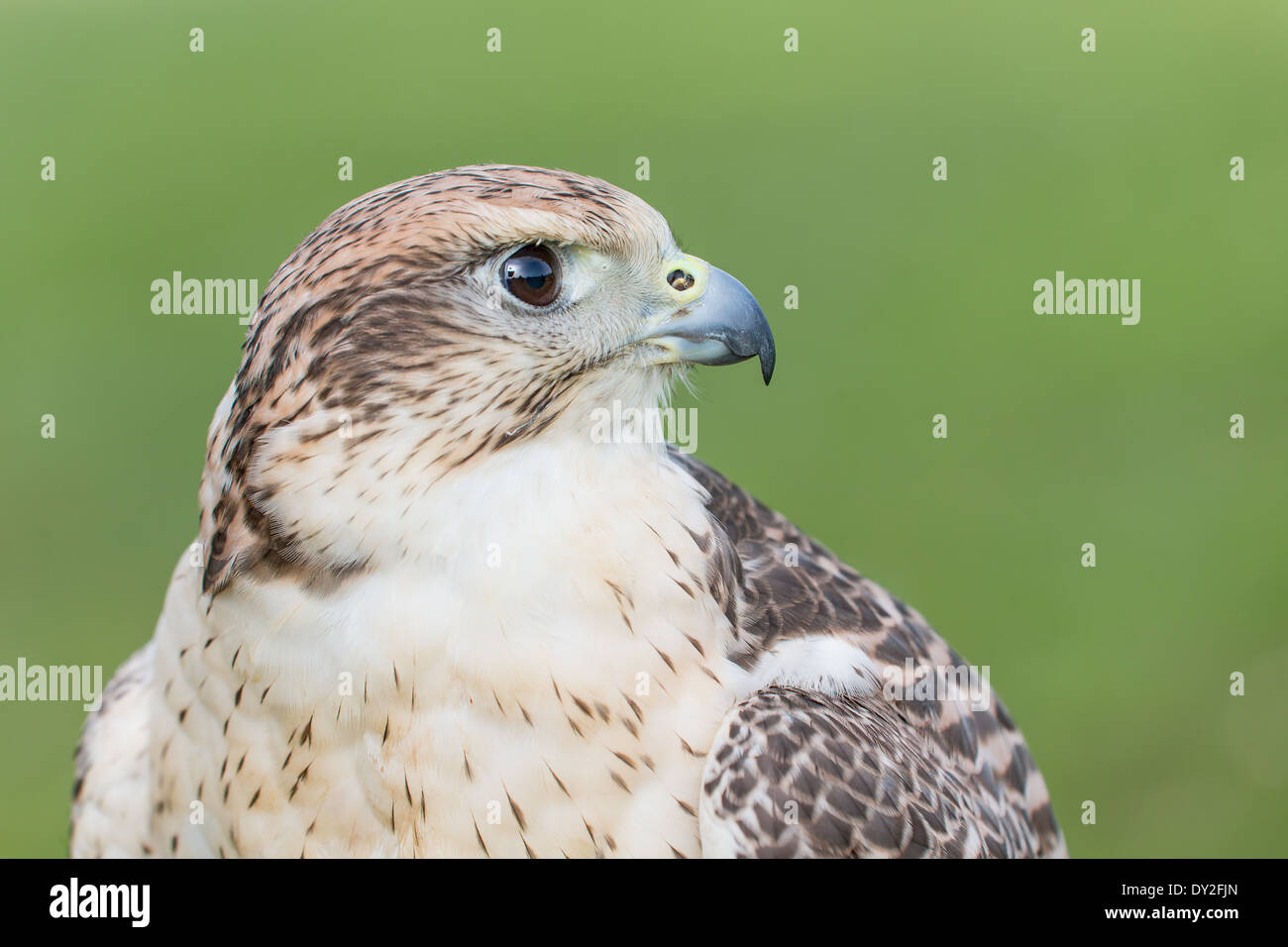 Side view of a falcon hi-res stock photography and images - Alamy