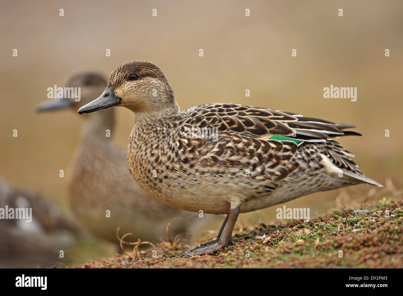 Teal (Anas crecca Stock Photo - Alamy