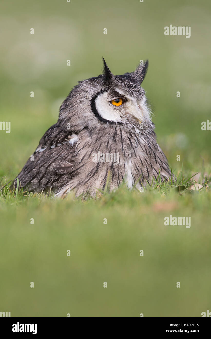 Southern White-faced Scops Owl (Ptilopsis grant) sitting in short grass ...