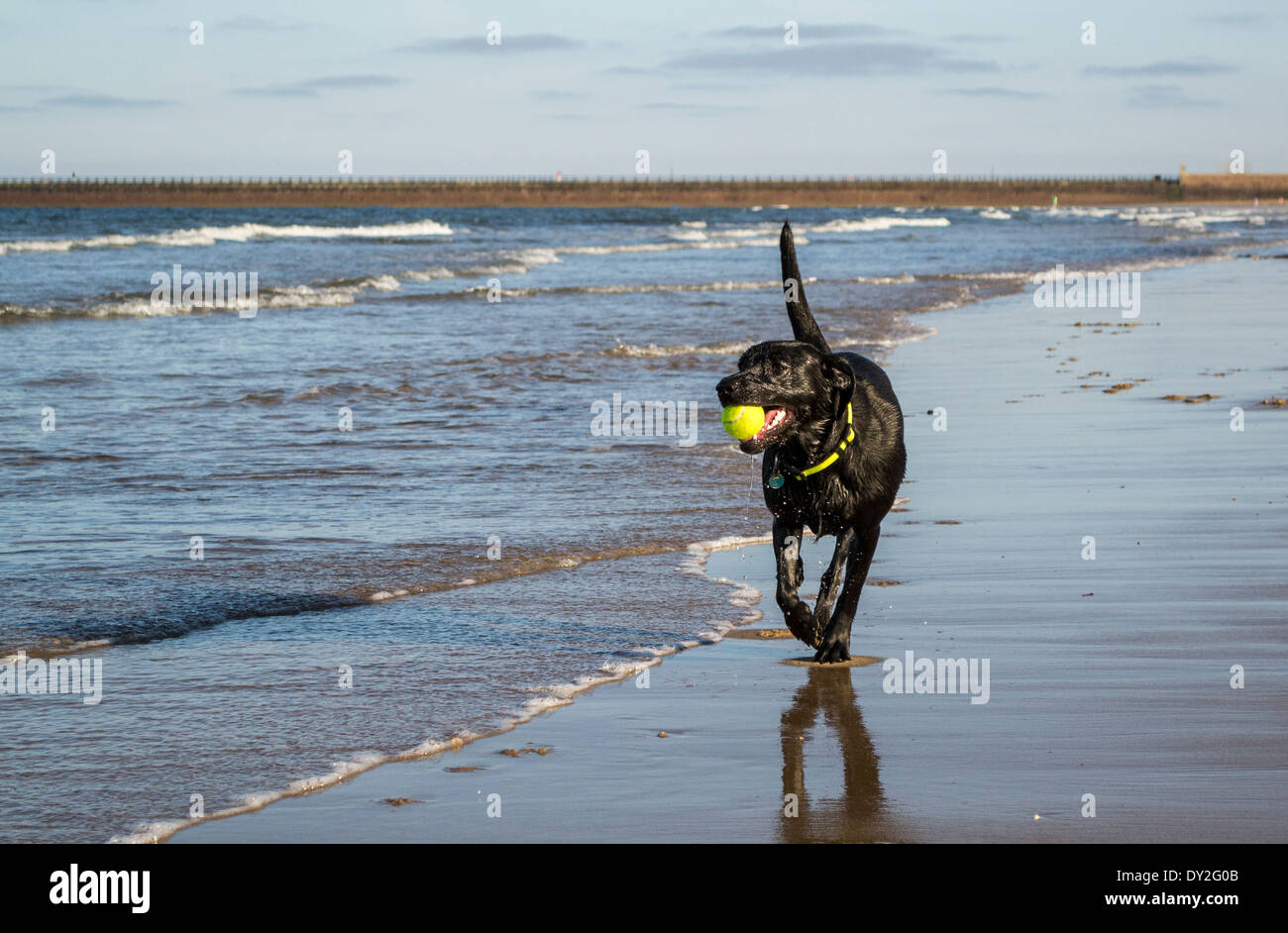 Black Lab Tennis Ball High Resolution Stock Photography and Images - Alamy