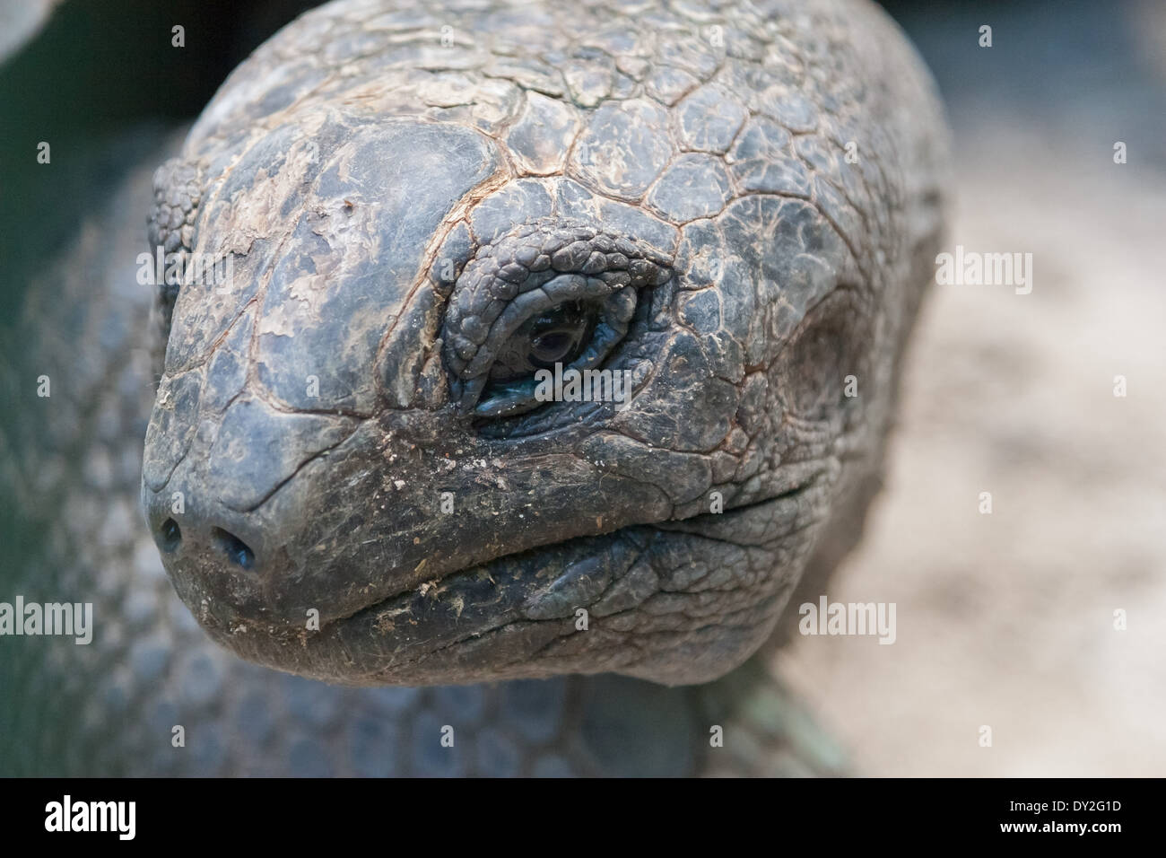 Seychelles giant turtle hi-res stock photography and images - Alamy