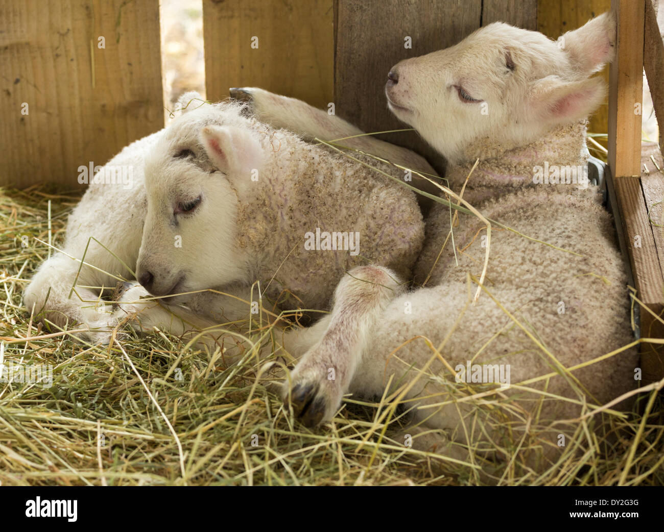 Saltholme reserve hi-res stock photography and images - Alamy