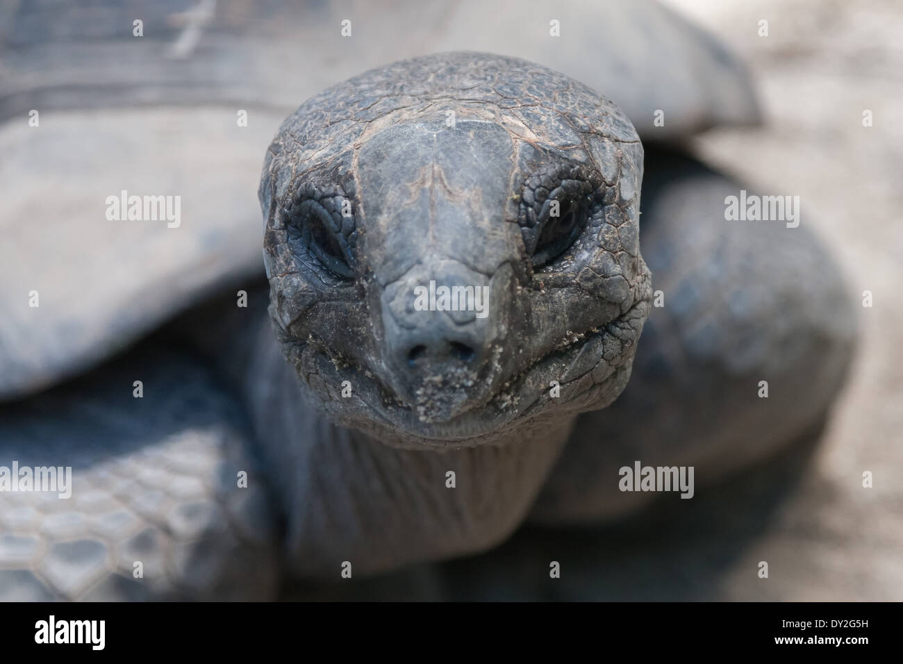 Seychelles giant turtle hi-res stock photography and images - Alamy
