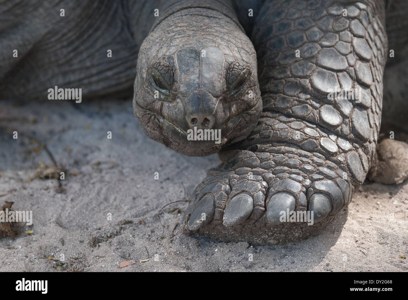 Seychelles giant turtle Stock Photo - Alamy