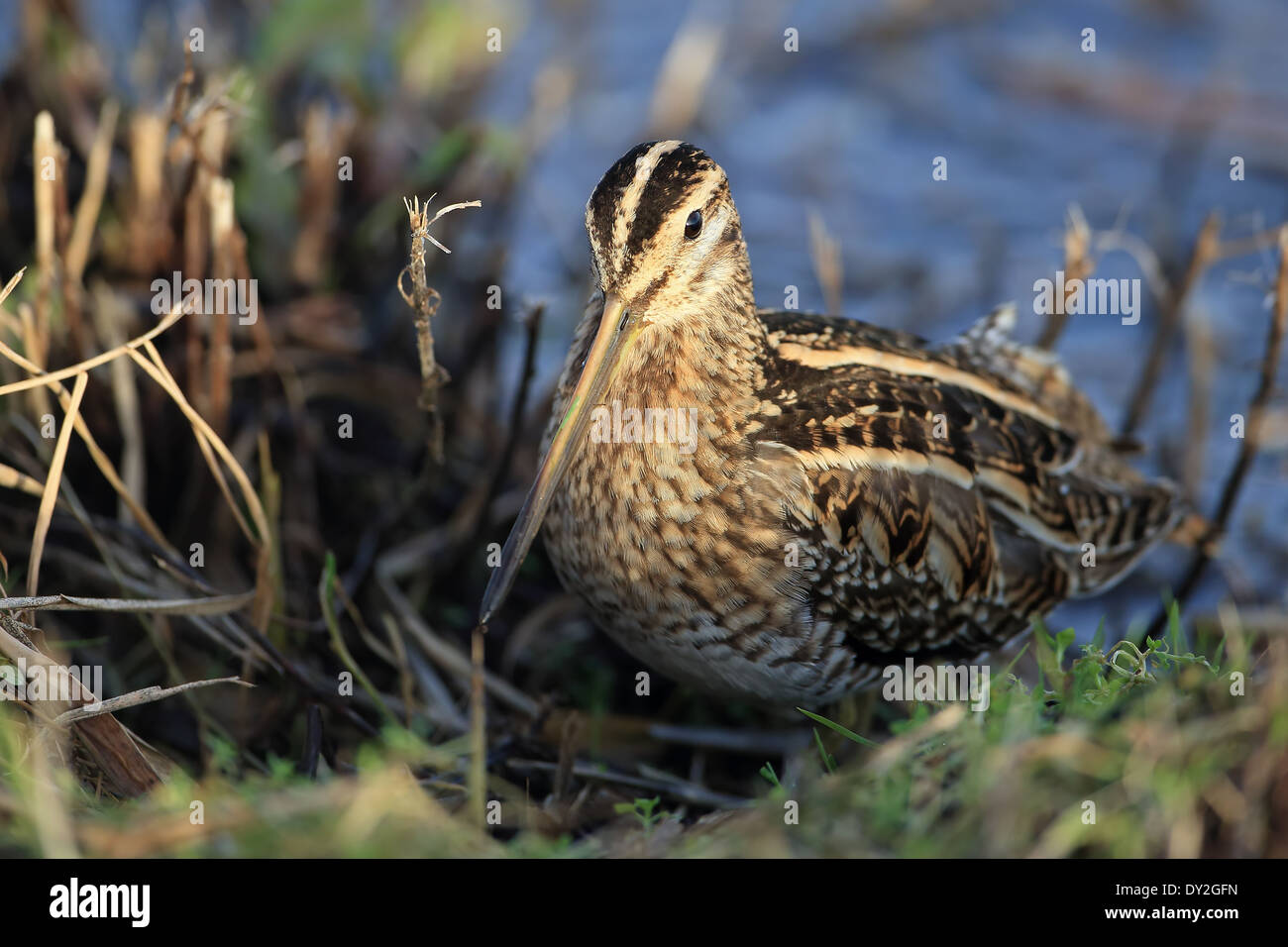 Common Snipe (Gallingo gallingo Stock Photo - Alamy