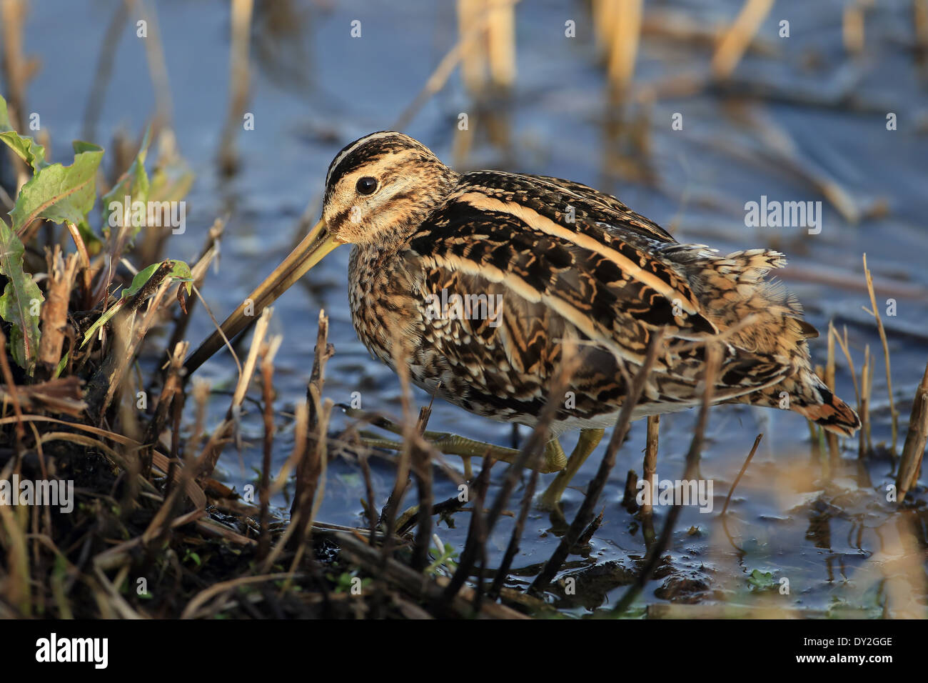 Common Snipe (Gallingo gallingo Stock Photo - Alamy