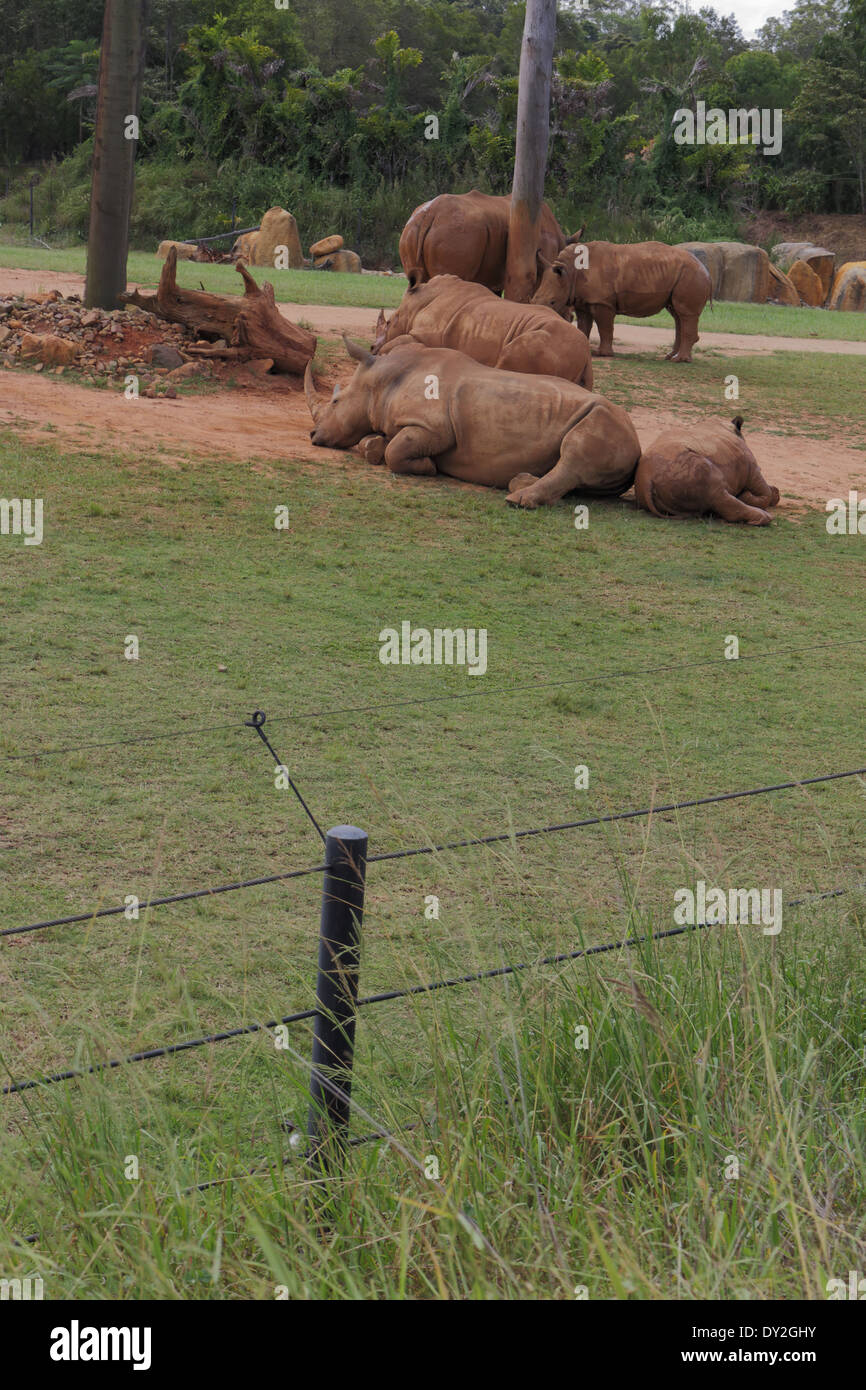 Rhinoceros in Captivity Stock Photo - Alamy
