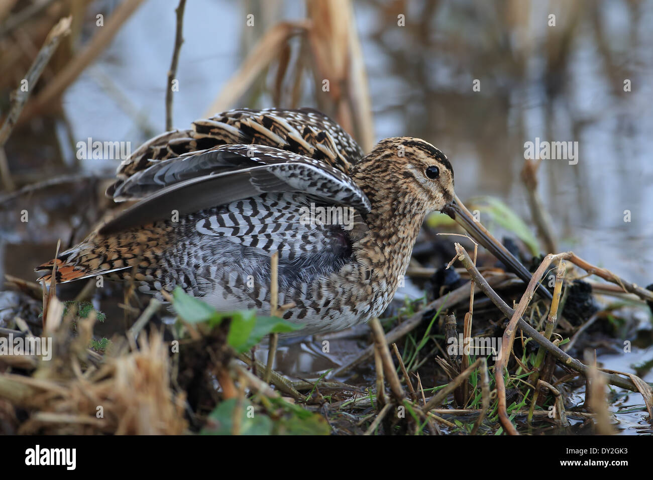 Common Snipe (Gallingo gallingo Stock Photo - Alamy