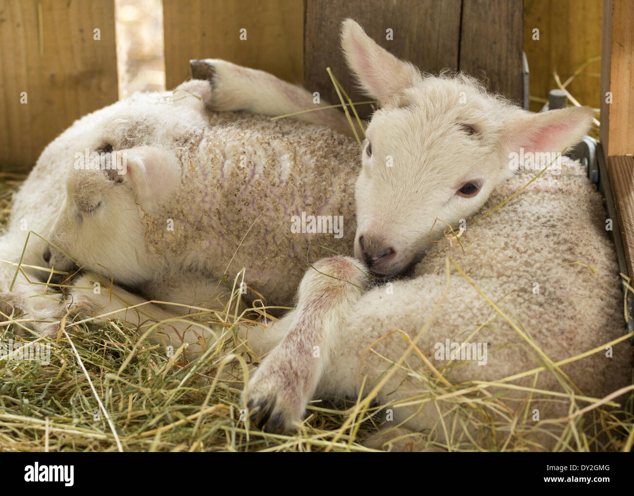 Lambs in shed hi-res stock photography and images - Alamy
