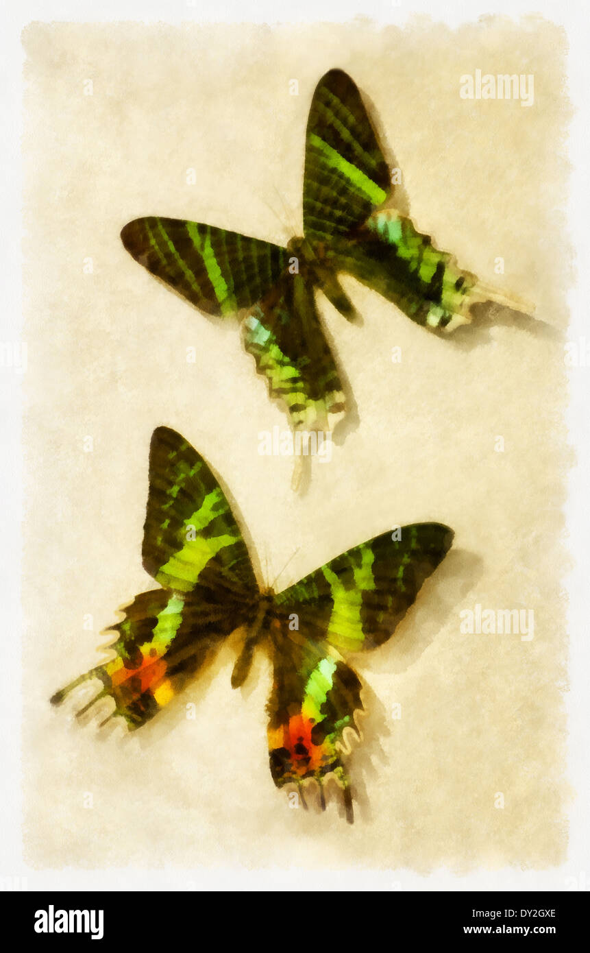 Chrysiridia High Resolution Stock Photography and Images - Alamy