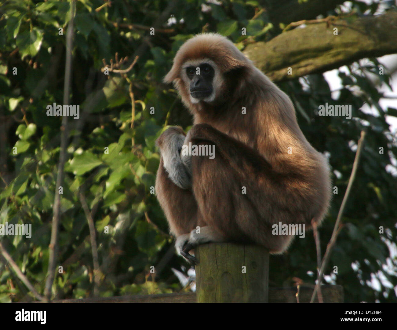 Lar Gibbon or White-Handed gibbon (Hylobates lar Stock Photo - Alamy