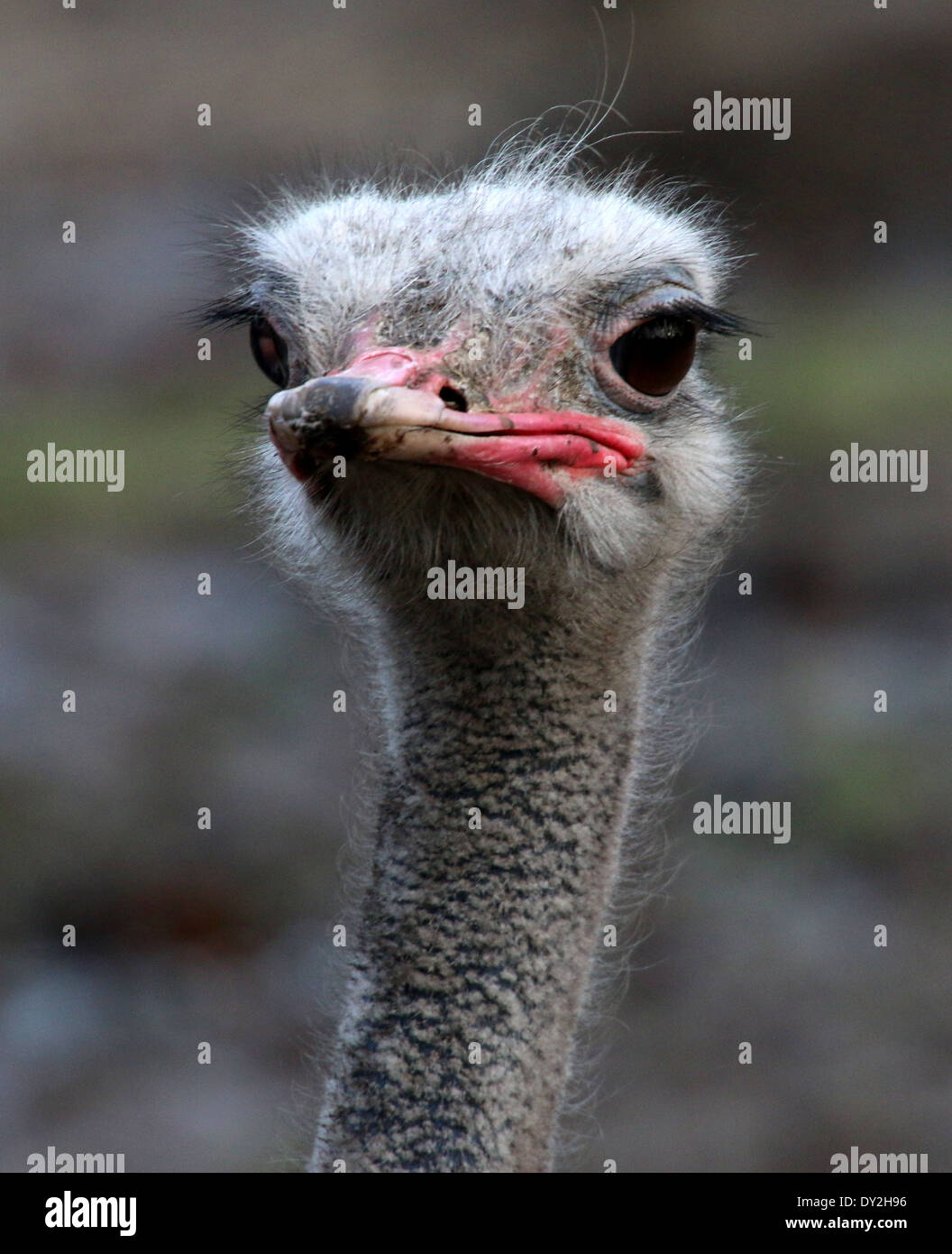 Funny Ostrich Face